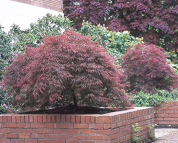 Acer palmatum var. dissectum 'Ever Red' : Leaves are a deep red color ...
