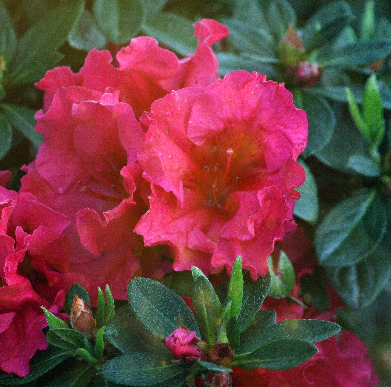 Azalea Planting – How To Plant & Grow Azaleas in Your Garden