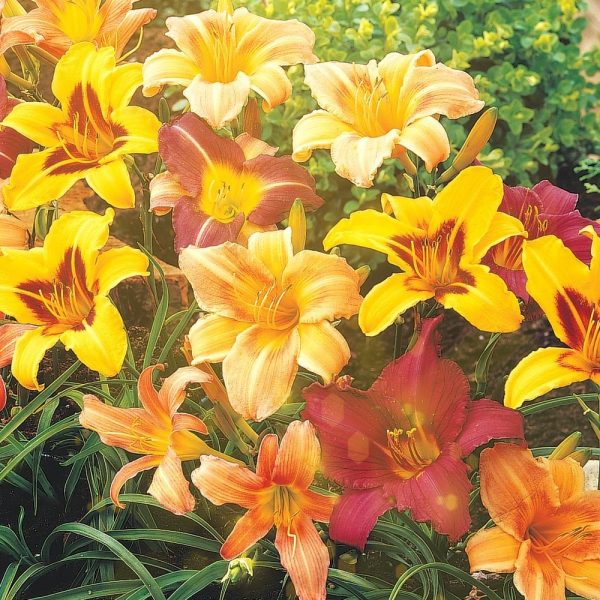 Daylily (Hemerocallis) : The Perfect Perennial Plant