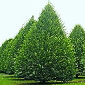 Picea pungens 'Fastigiata' : A strong grower with excellent blue foliage.