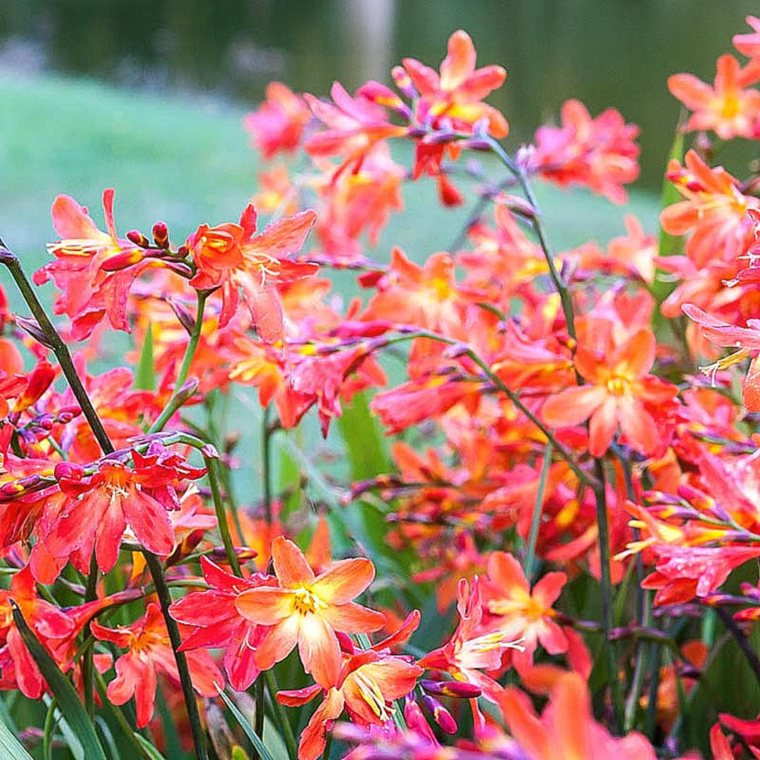 Crocosmia x crocosmiiflora Carmine Brilliant : A clump-forming ...
