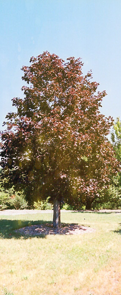 Acer Platnoides 'Deborah' : Vigorous grower with a strong central leader.