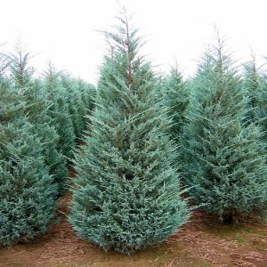 Juniperus scopulorum 'Moonglow' : Intense silver-blue foliage on a ...