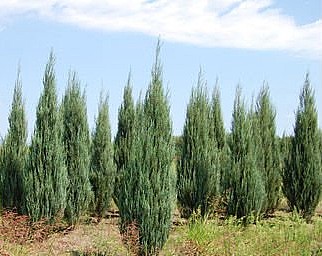 Juniperus scopulorum 'Skyrocket' : Narrow growing juniper with silvery ...