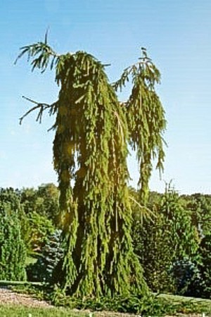 Picea abies 'Pendula Major' : Broad Upright or Oval