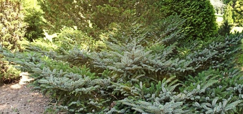 Picea alcoquiana 'Howell's Tigertail'