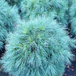 Pinus strobus 'Blue Shag' : Dwarf, dense, globe-shaped pine with soft ...