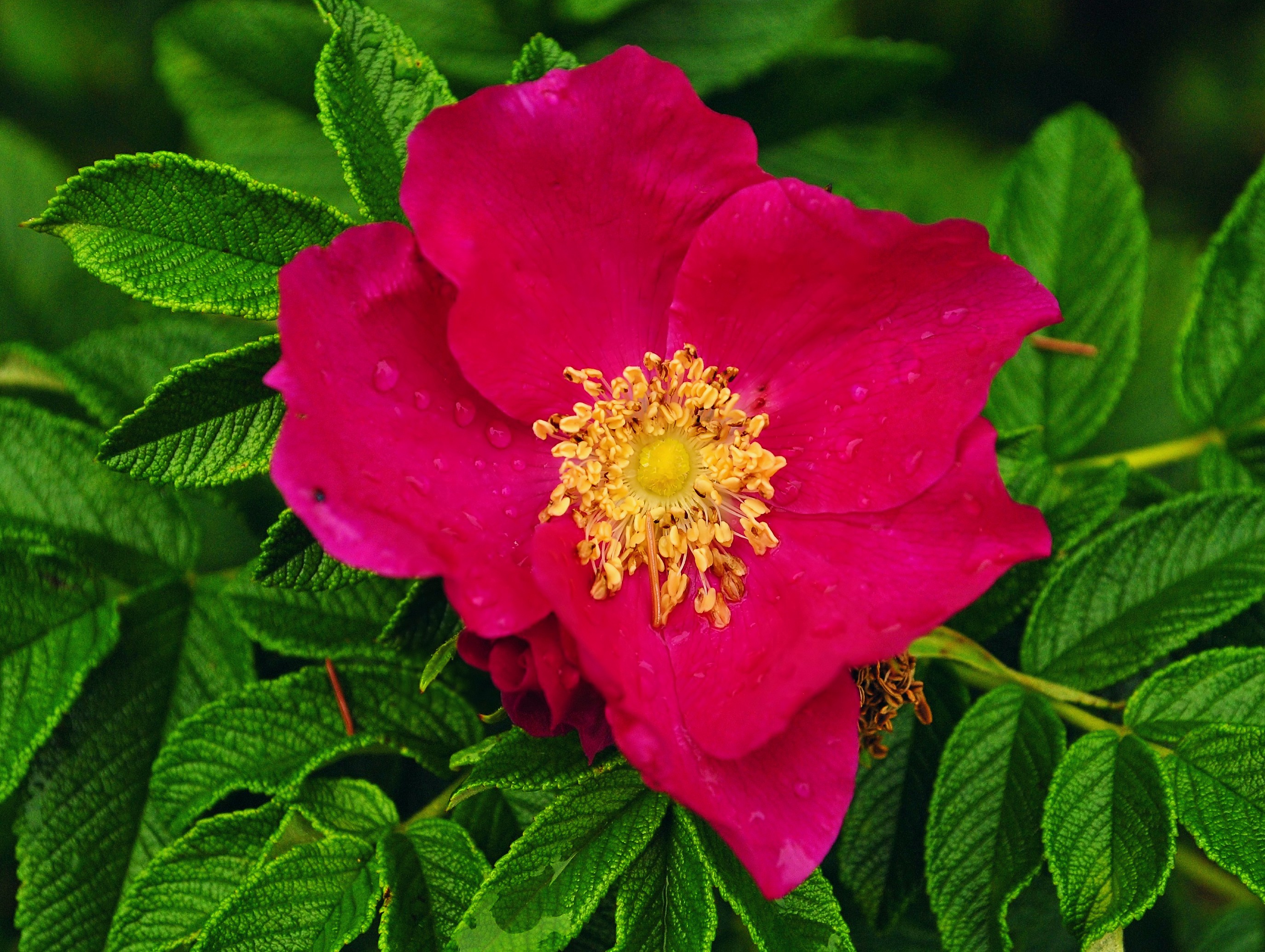 Rosa rugosa 'red'