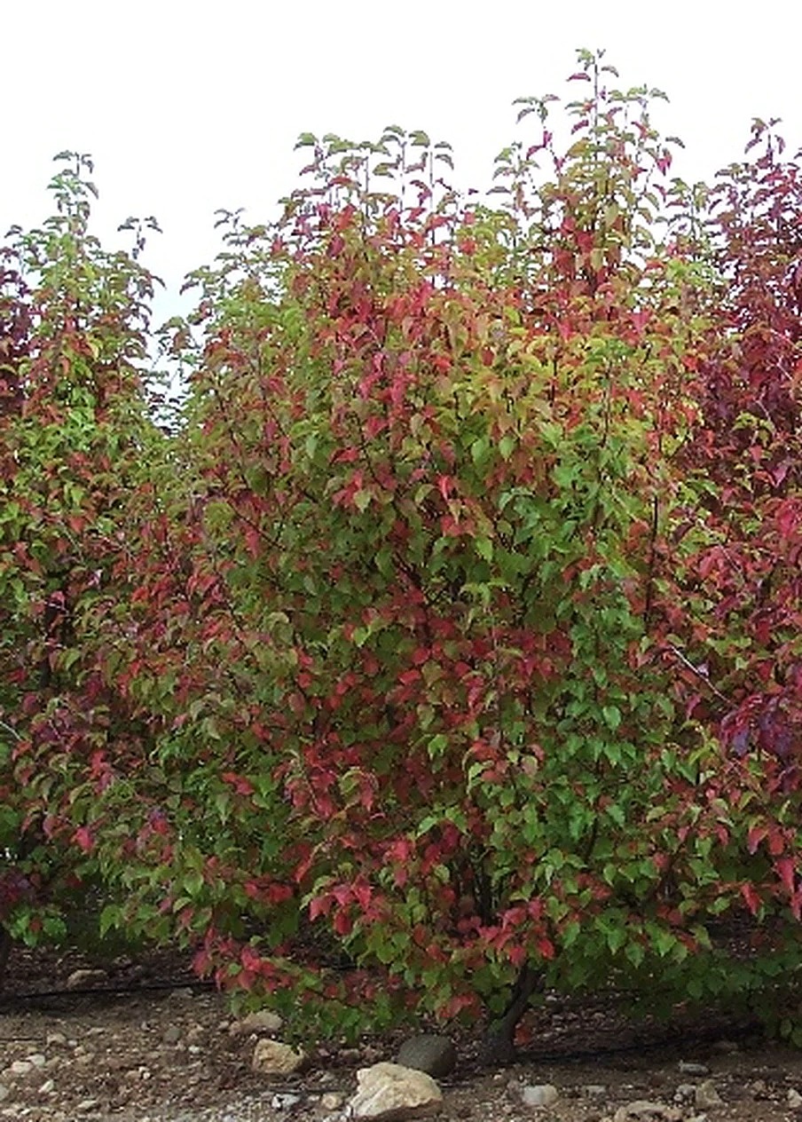 Pyrus calleryana ‘Redspire’ : A profusion of single, white flowers