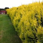 Gold Rider Leyland Cypress For a Perfect Golden Evergreen Hedge - Far ...