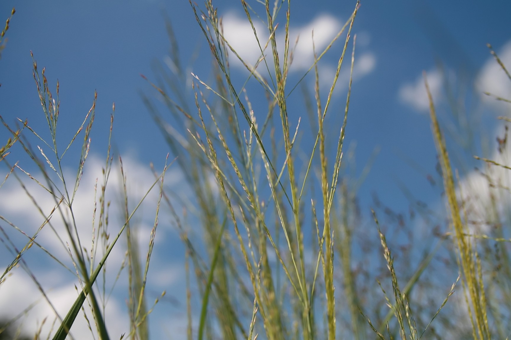 Panicum virgatum 'Prairie Sky'