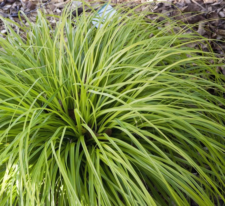 Carex oshimensis 'Everillo'