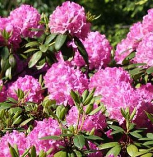 Rhododendron 'Holden'