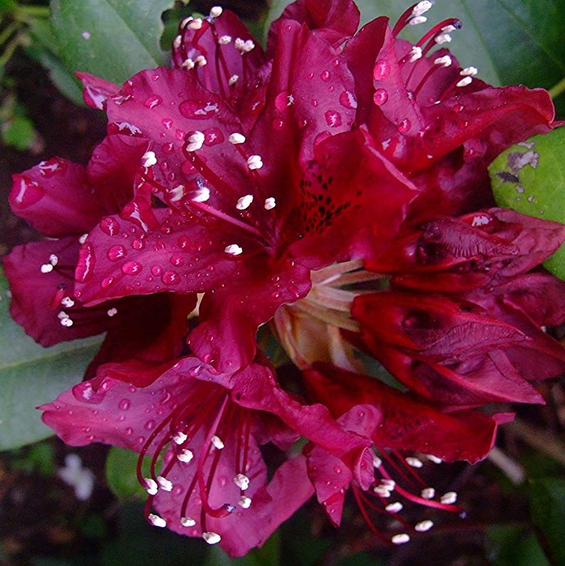 Rhododendron Dark Lord