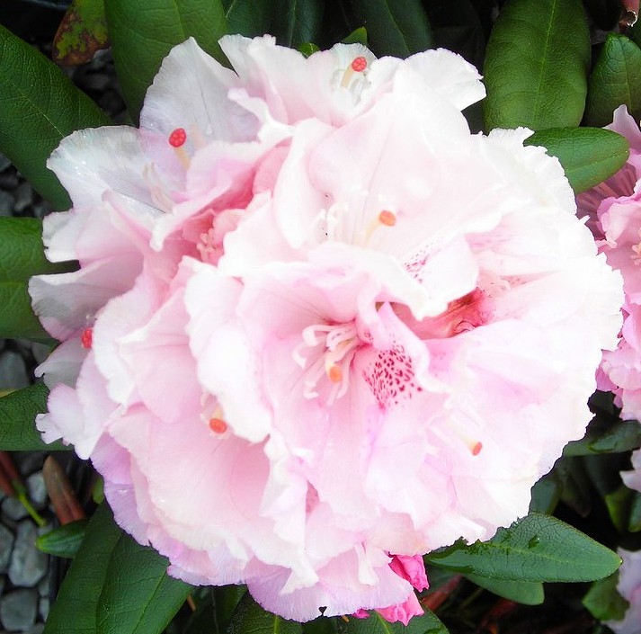 Rhododendron 'Ingrid Mehlquist'