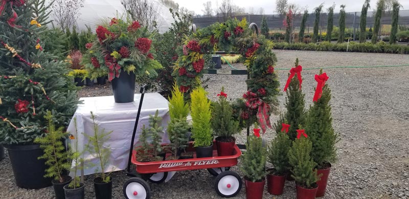 Living Christmas Trees - Far West Turf Farm, LLC.